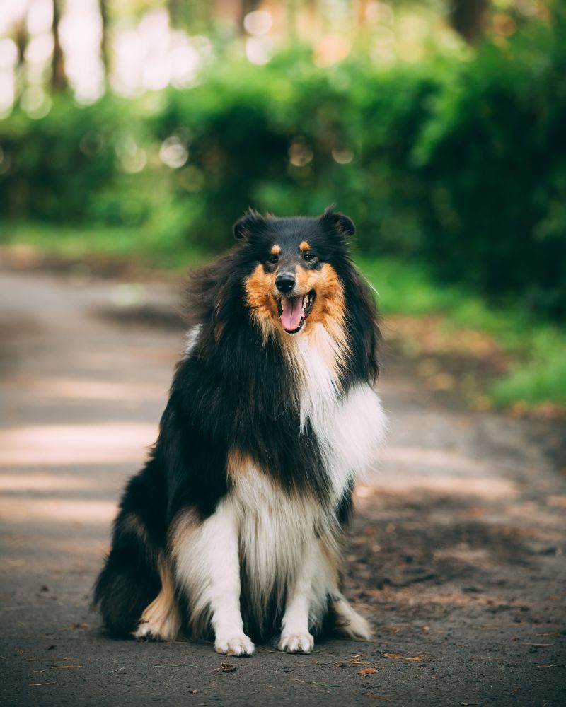 Adottare un cane adulto. Perché non è solo una scelta etica ma anche ...