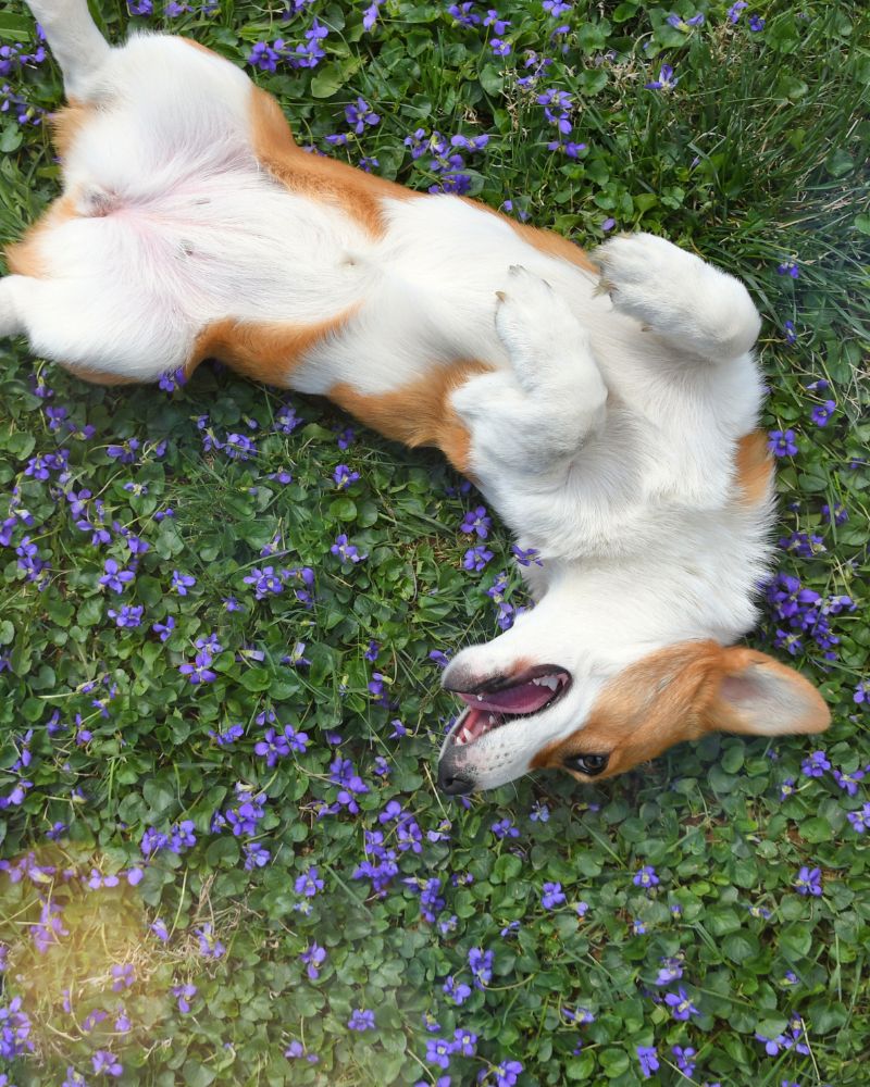 Cane si rotola di continuo: un brutto segno? - Blog Aniwell