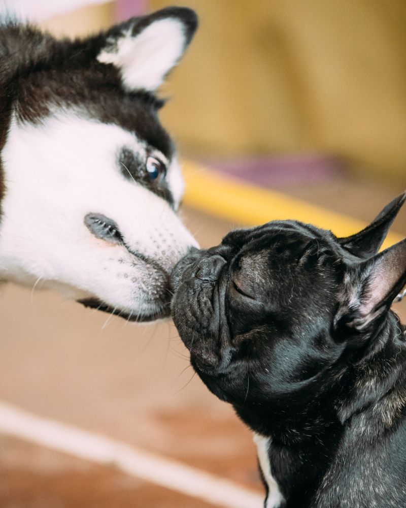 Come cani e…. Cani! - Blog Aniwell