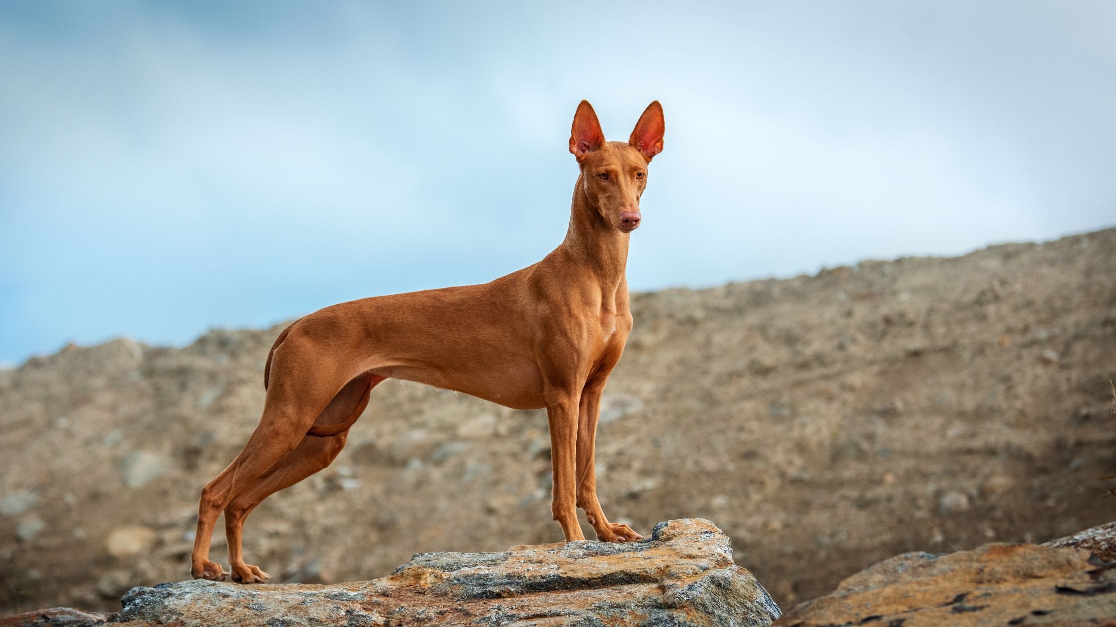 Pharaon Hound: scopri le origini, le caratteristiche e come prendersi ...