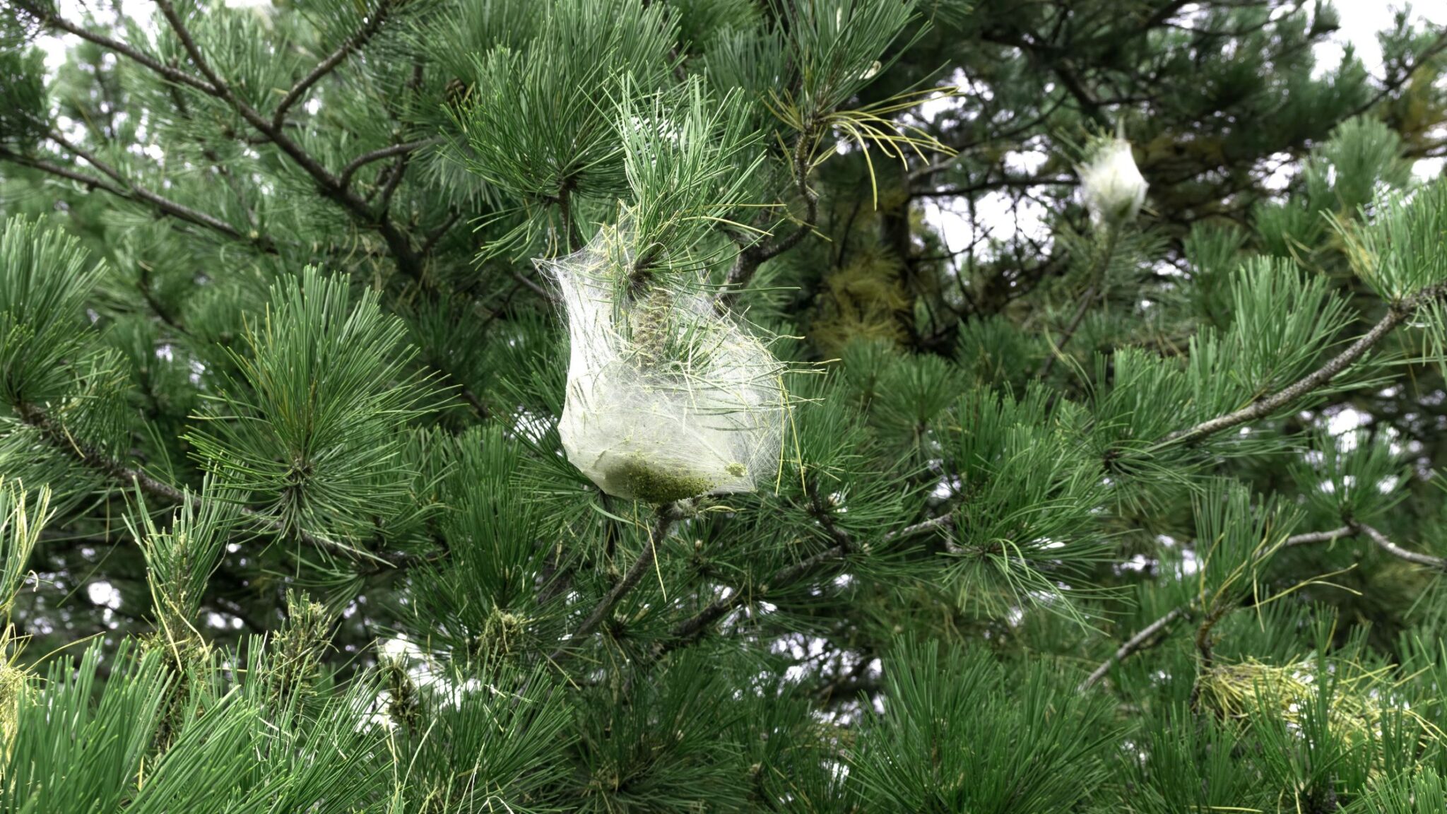 Processionaria e cani: scopri perché è pericolosa, come riconoscerla e ...